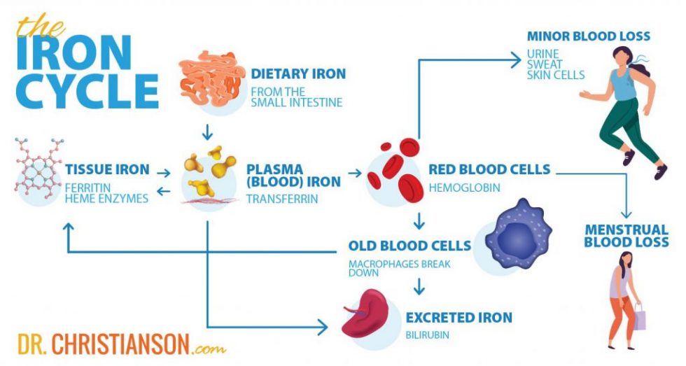 A Deep Dive On Iron | Leading Authority in Naturopathic Endocrinology