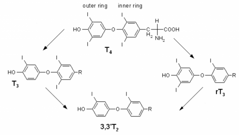 Reverse T3: The Four Top Causes of High Reverse T3 | Leading Authority ...
